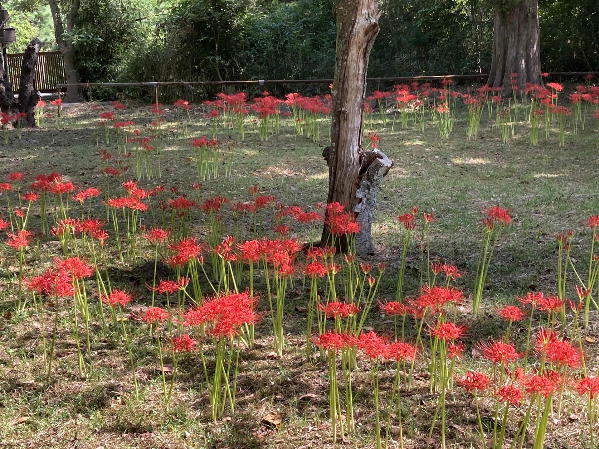 今、地球はかなりヤバい状況にあるのかも: Occhan's Garden ーおっちゃん達の中庭ー